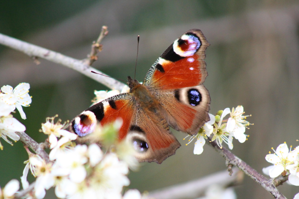 First of the Year! | theBroon | Blipfoto