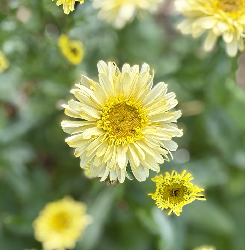 Daisy | StillLearning | Blipfoto