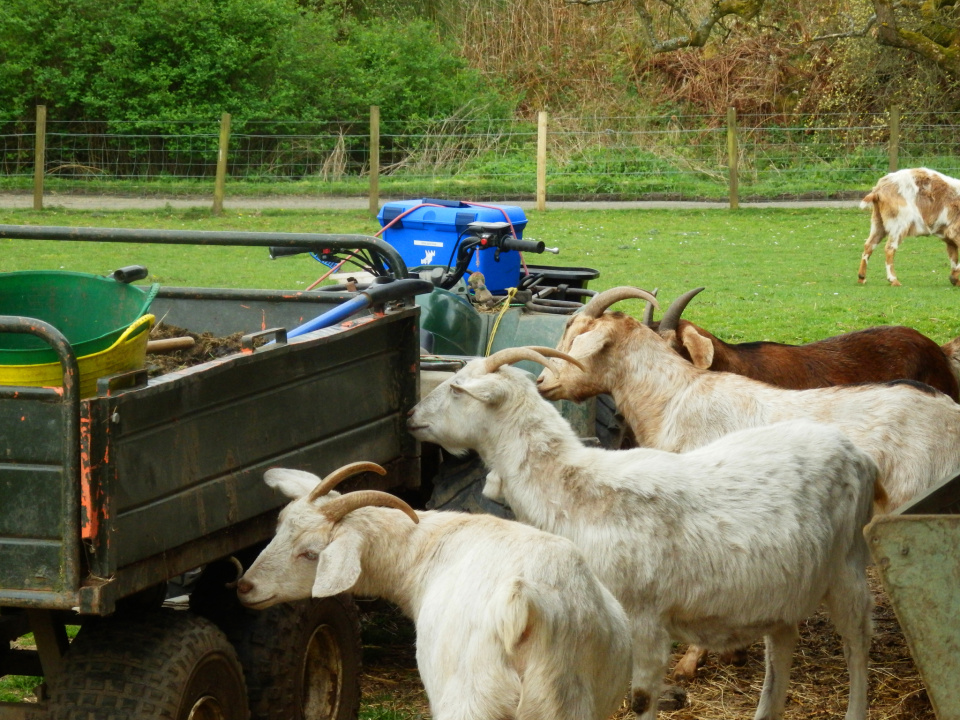 Goat Wheels Will Travel! | theBroon | Blipfoto