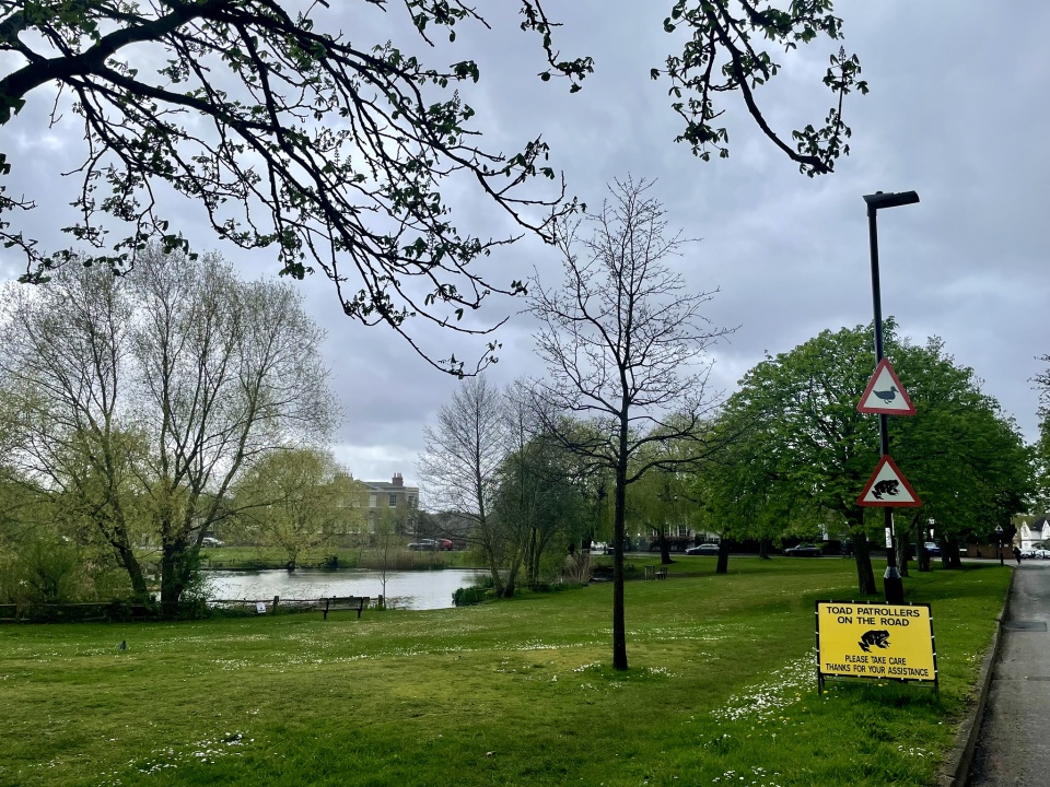 Toads crossing! | jennym999 | Blipfoto