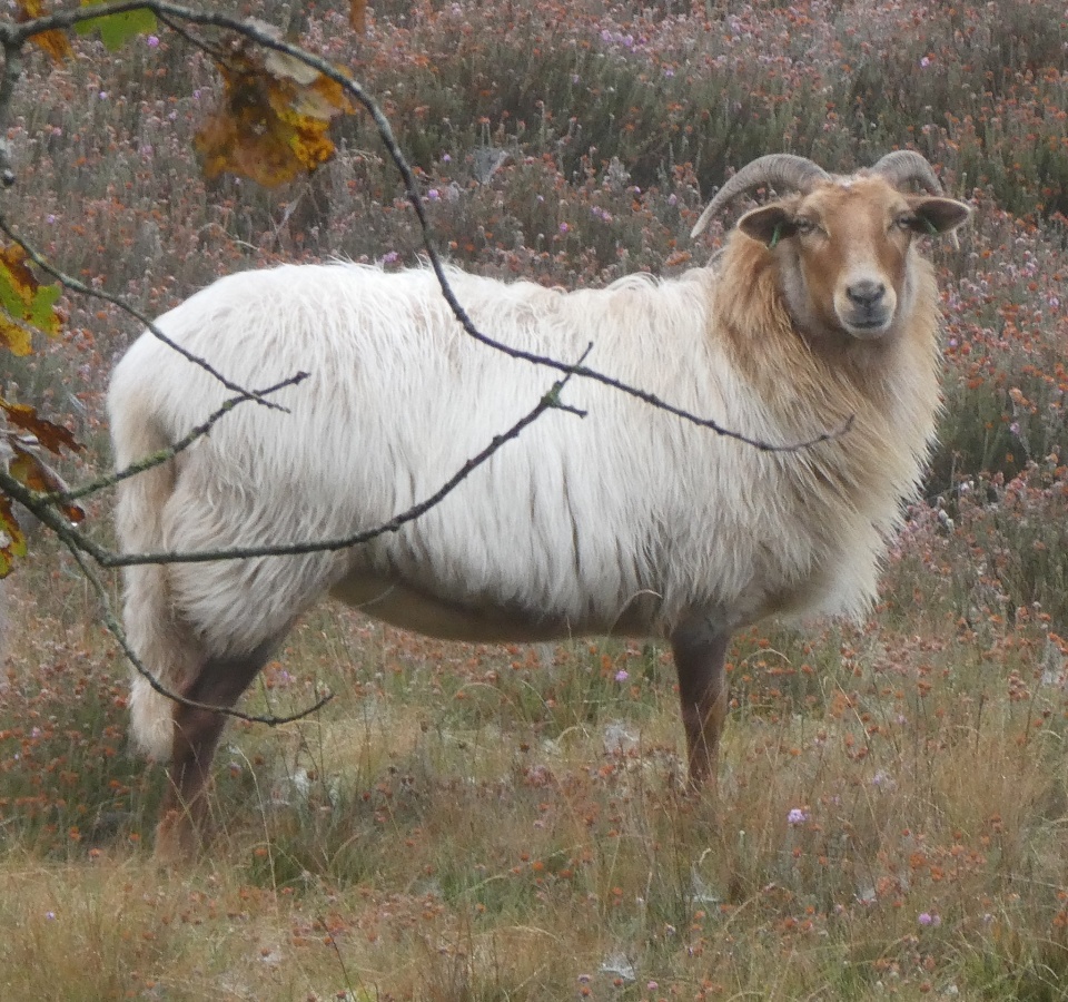 Mooi poserend schaap | Marten | Blipfoto