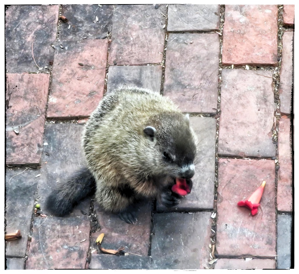 Winslow Comes for Breakfast | Memories4Me | Blipfoto