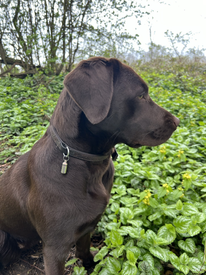 Into the woods | Romay | Blipfoto