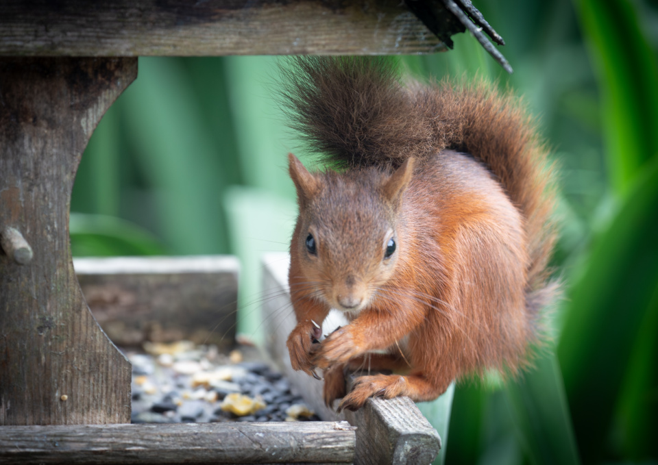 Red Squirrel Again | clickychick | Blipfoto