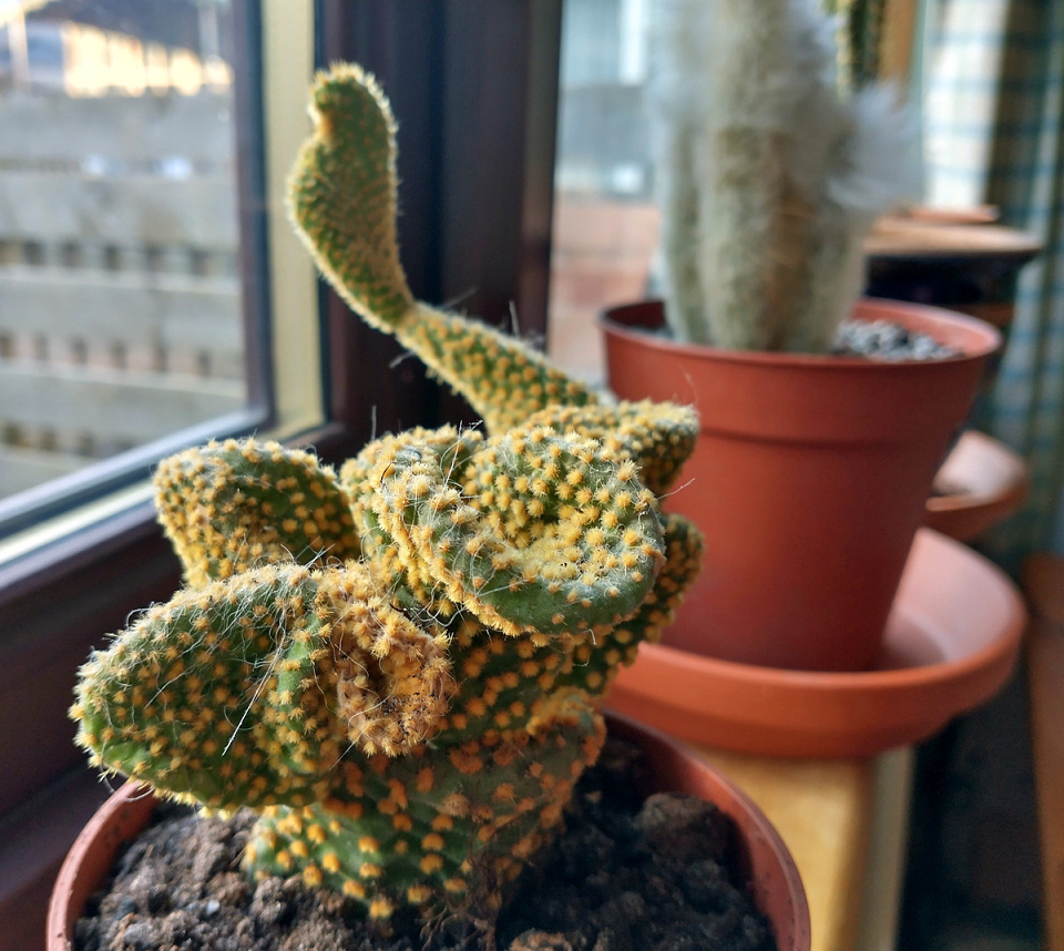 Mistaken identity | Arell | Blipfoto