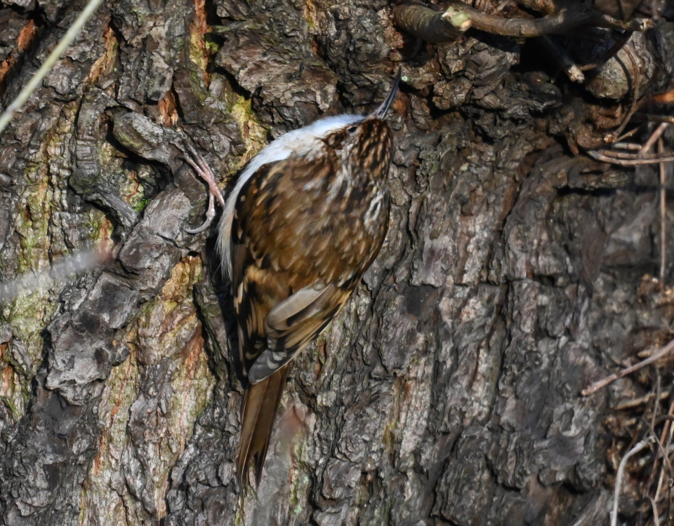 Treecreeper | Daver64 | Blipfoto