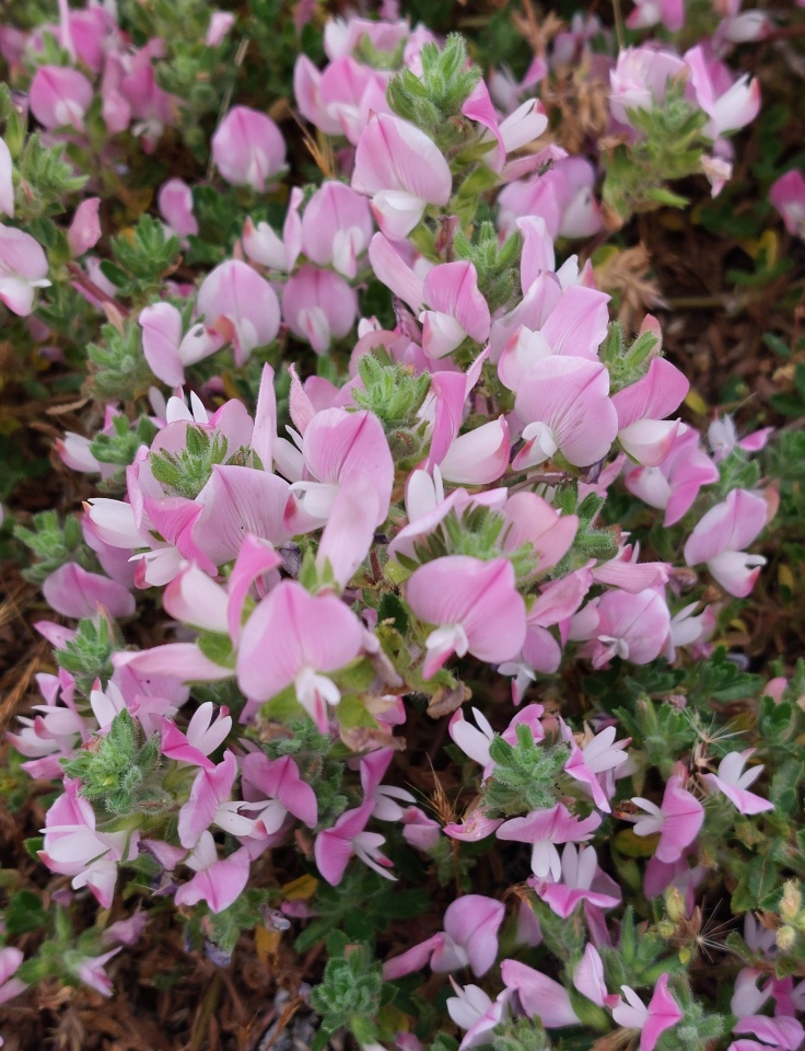 Common Restharrow. ... | chrisA | Blipfoto