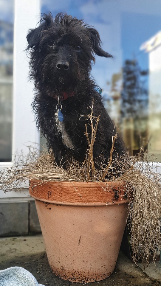 Flower Pot Dog | JustJane | Blipfoto