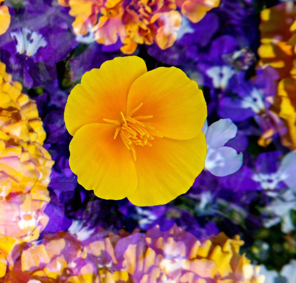 Volunteer poppy | FotoPlay | Blipfoto