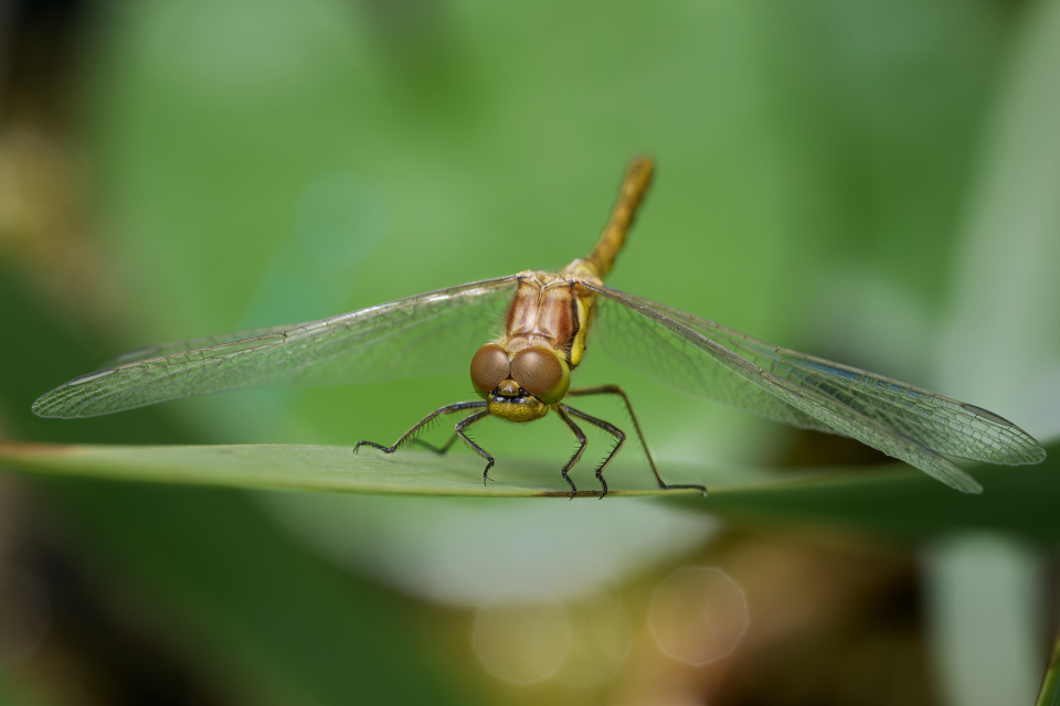 Common as muck | Sheol | Blipfoto