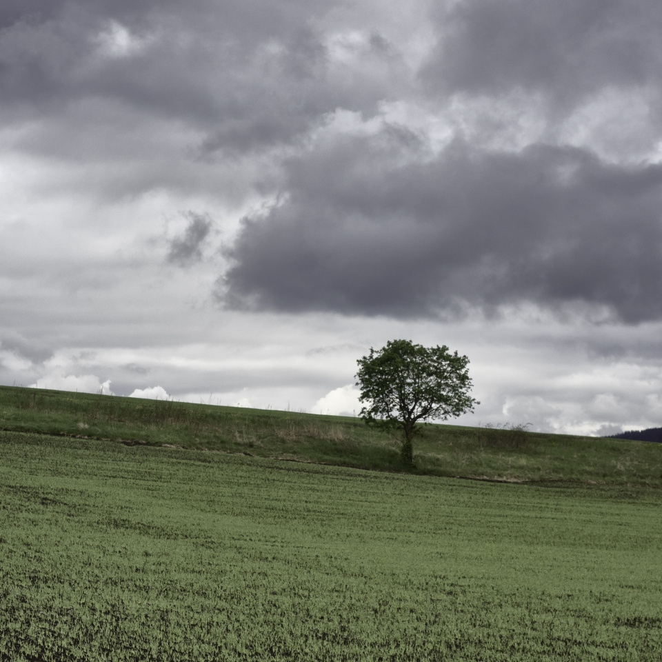 Lone tree | Terje | Blipfoto