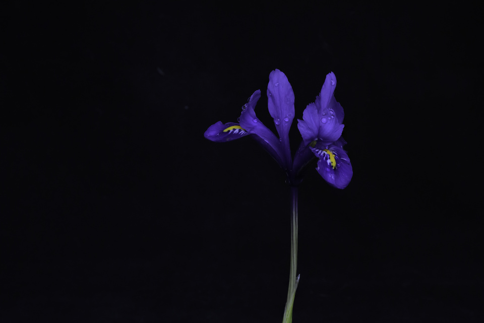 Spring is Springing | dbifulco | Blipfoto