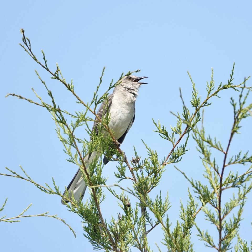 Mockingbird | Kimb | Blipfoto