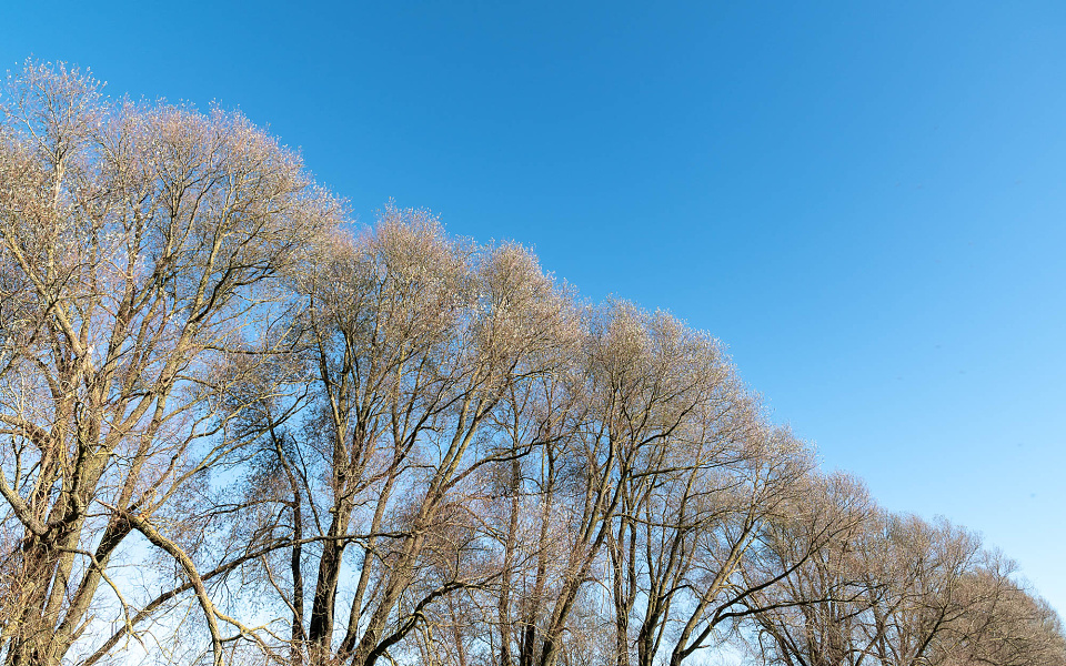 Diagonal Trees | AH14 | Blipfoto