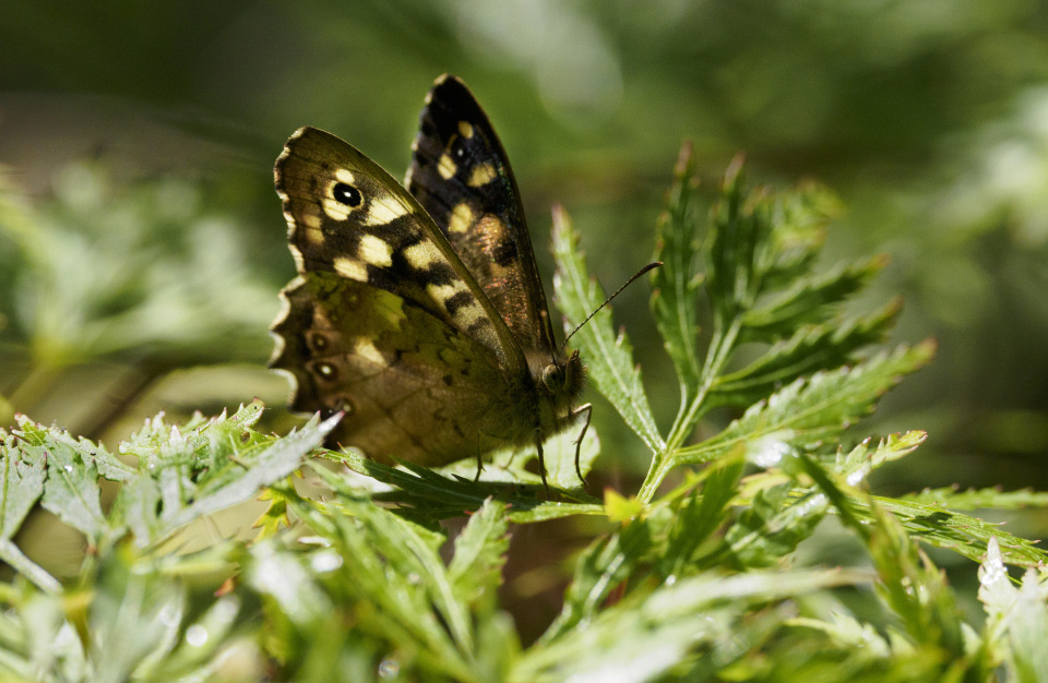 Speckled Wood butterfly | LizMBpics | Blipfoto
