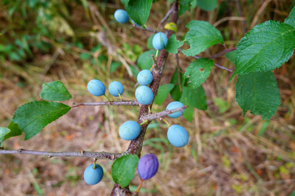 Blackthorn Sloes | madwill | Blipfoto