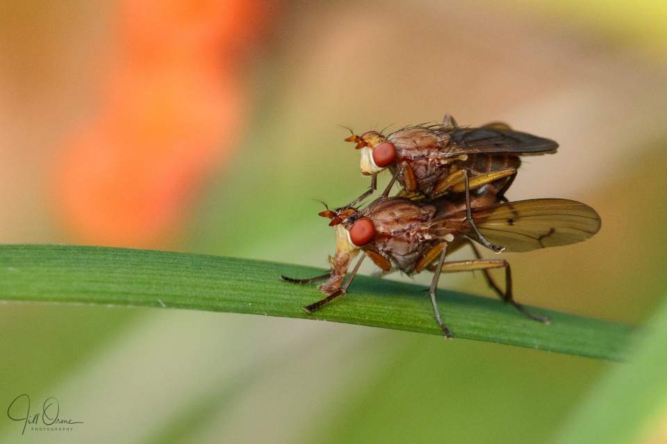 Marsh flies | JDO | Blipfoto