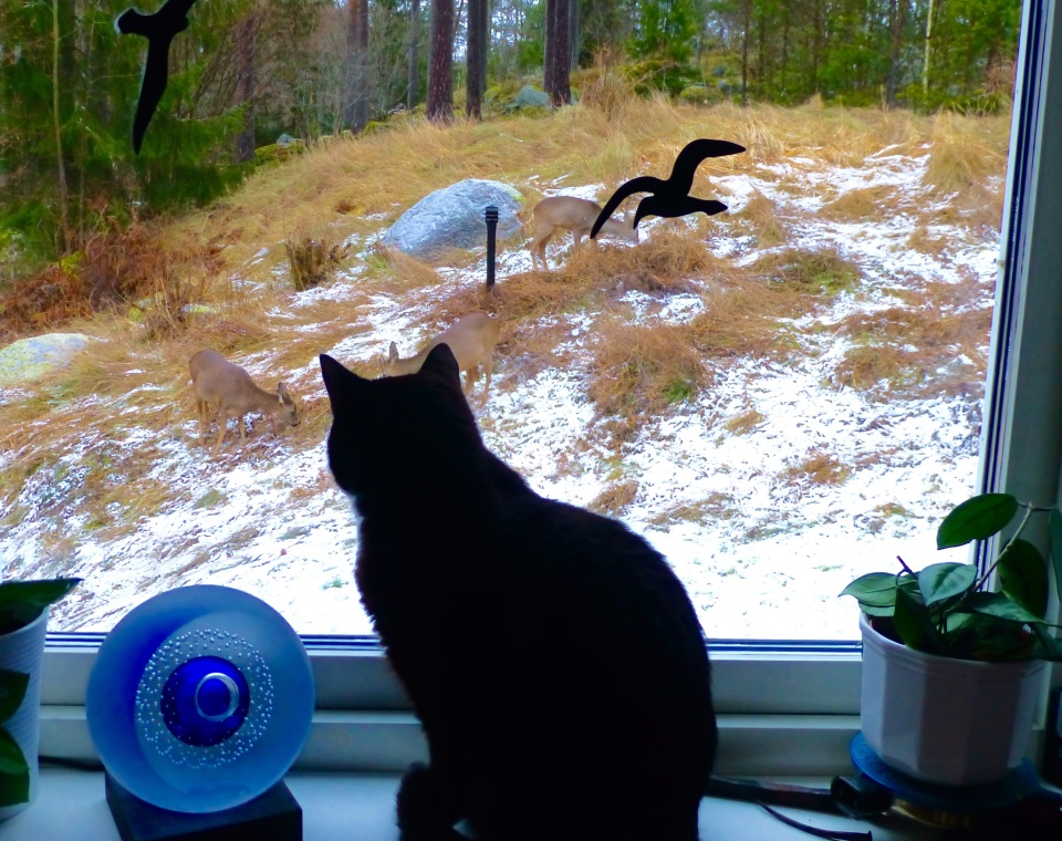 Our cat Kasper sitting on... | yourdearsister | Blipfoto