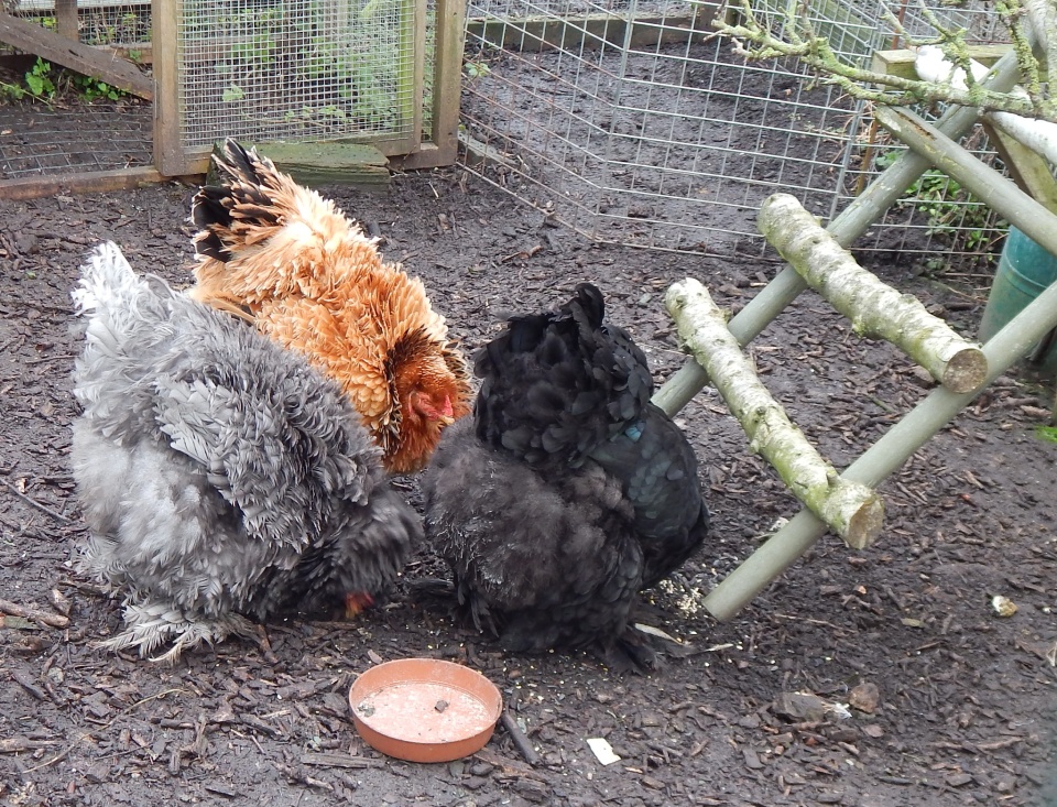 Fluffy Chooks | Mothermudd | Blipfoto