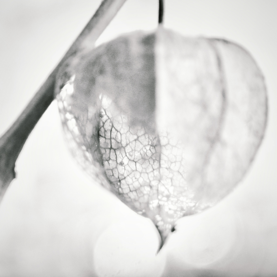 Thankful | Ingeborg | Blipfoto