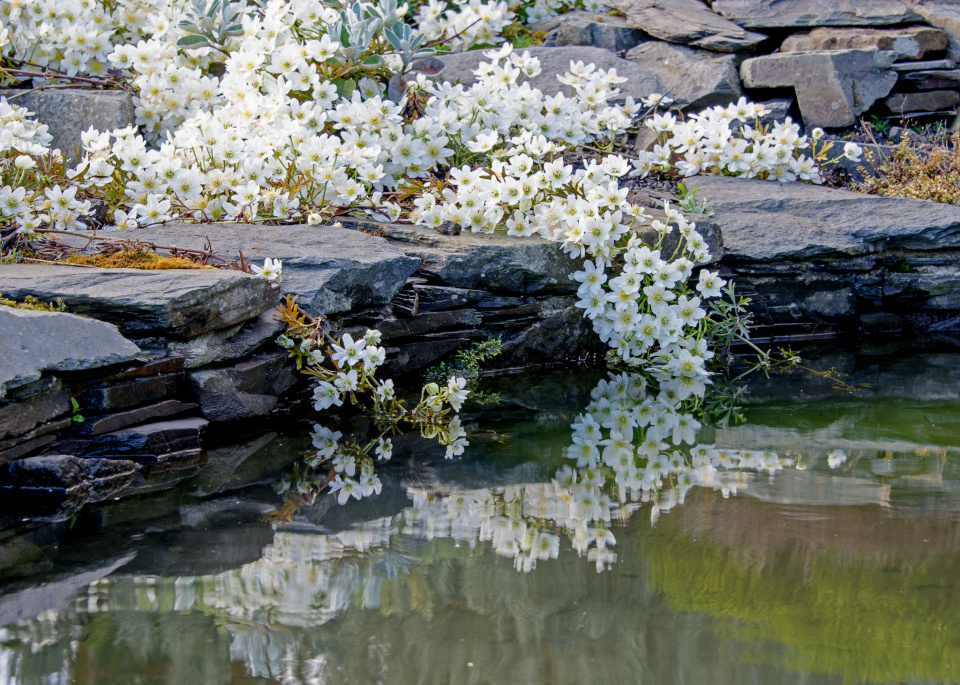 Clematis Reflections | LornaMcHardy | Blipfoto