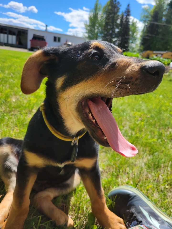 Hot dog | thedoglady | Blipfoto