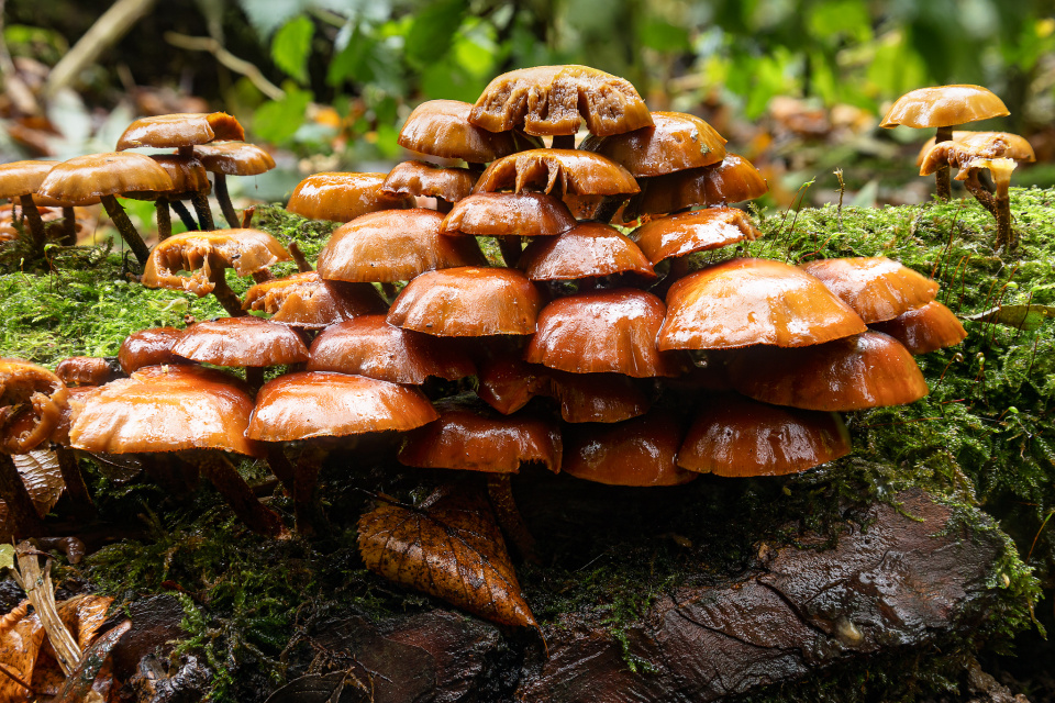 Mushrooms | madwill | Blipfoto