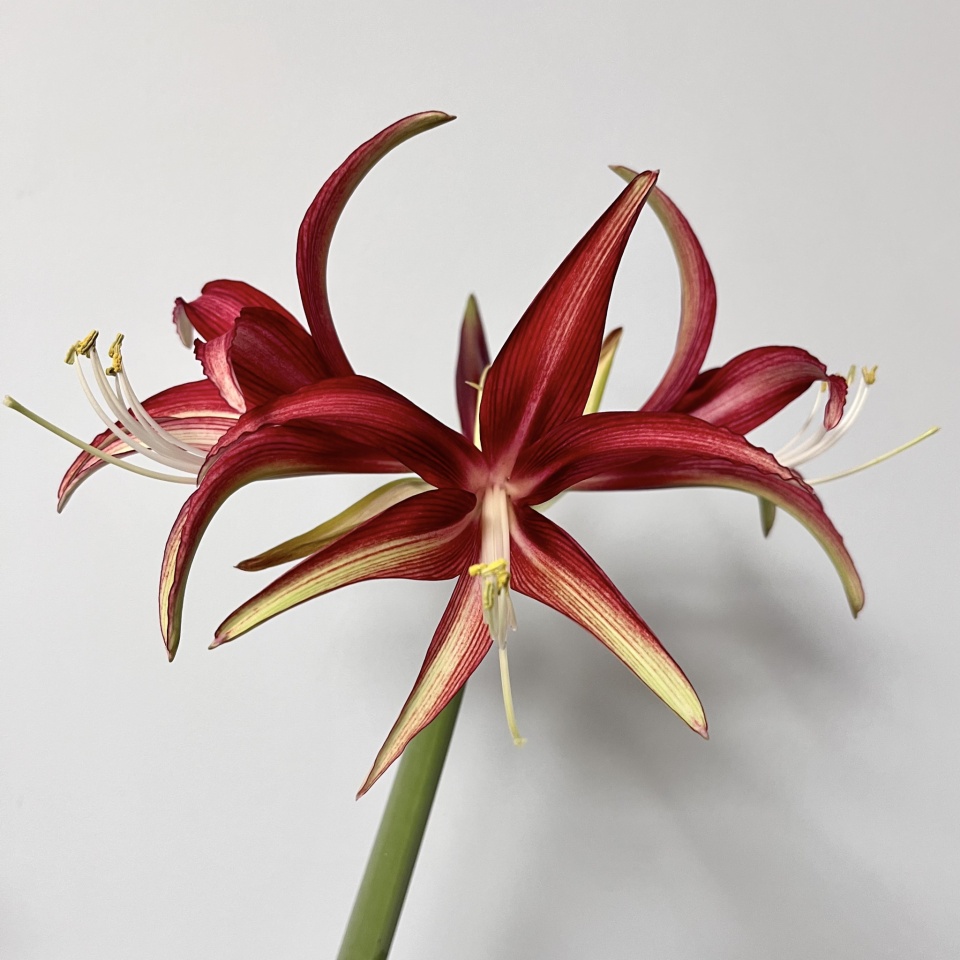 Bonus flower | CherryR | Blipfoto