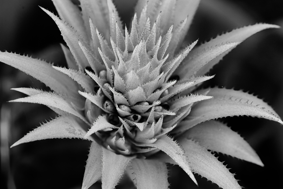 Bromeliad | bugsman | Blipfoto