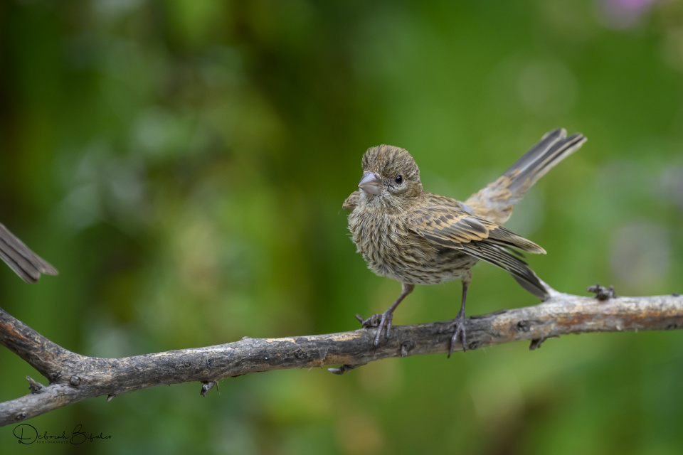 Feed Me!! | dbifulco | Blipfoto