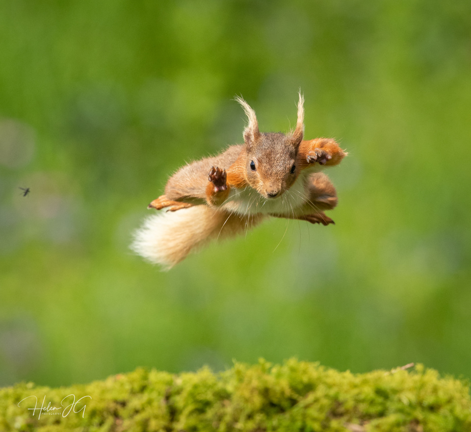 Super Squirrel!!! | HelenJG | Blipfoto
