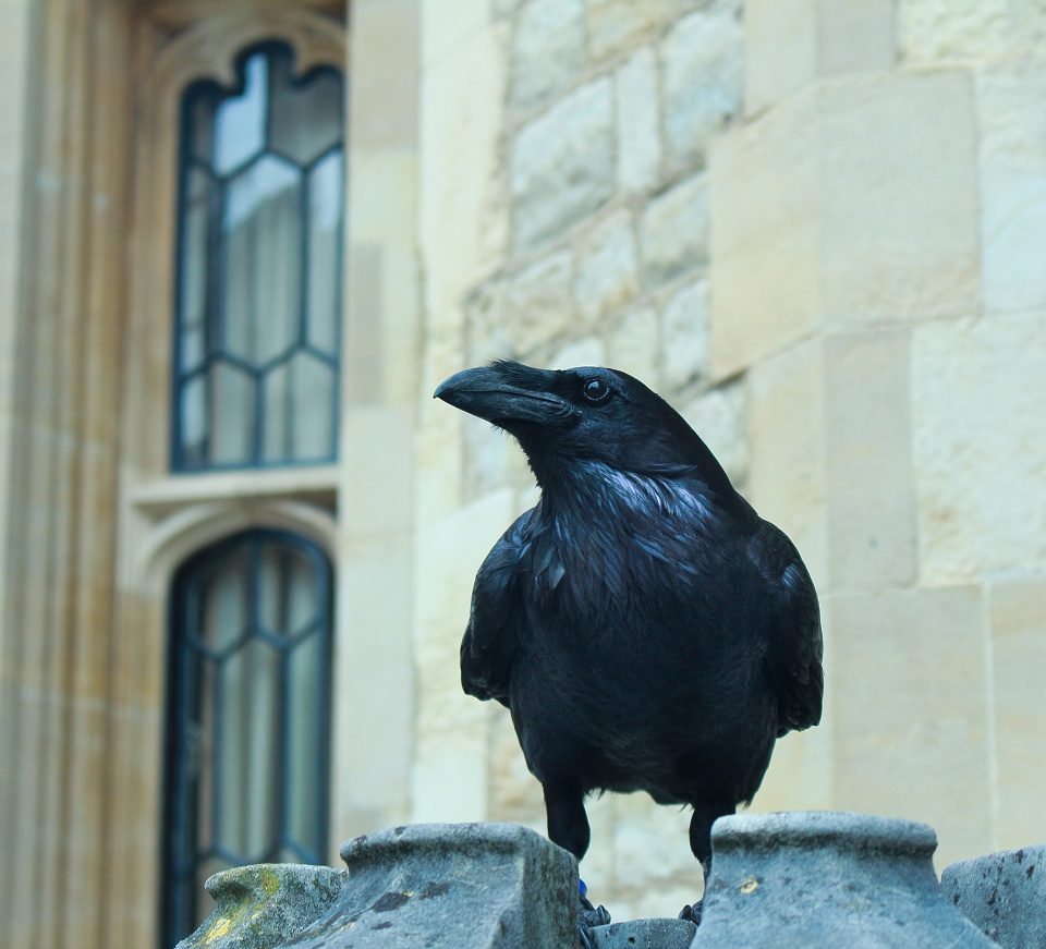 Tower raven | Ulrike | Blipfoto