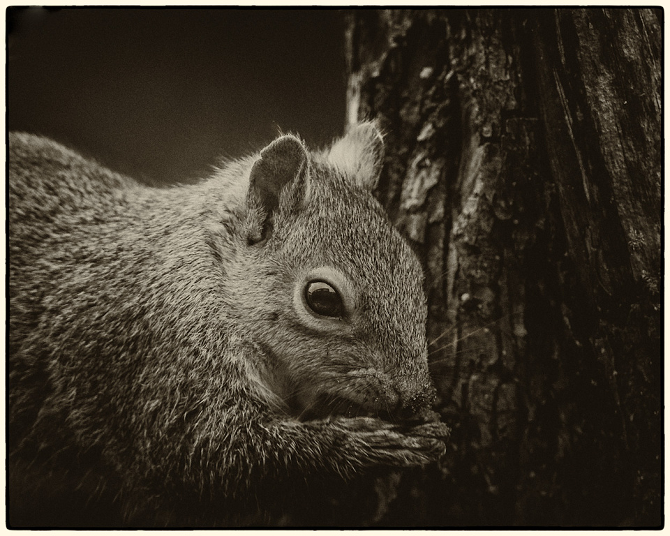 Nick Squirrel... | nonpcplod | Blipfoto