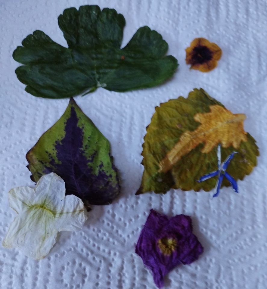 another | pickwick84 | Blipfoto