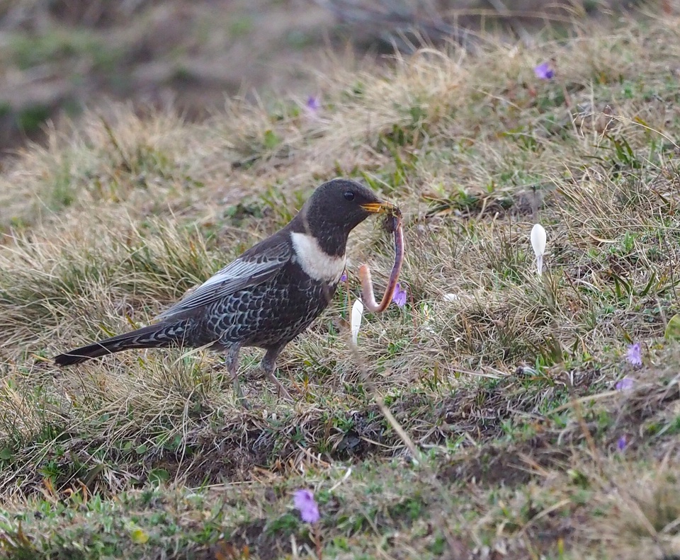 An Earthworm for International Earth Day | HilarysView | Blipfoto