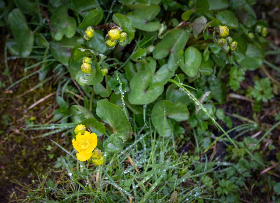 The first marsh marigold of this year | DarkEyedMary | Blipfoto