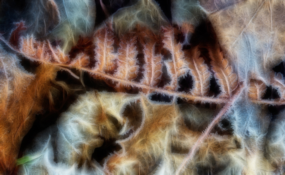 Frosty Dead Fern and Leaves | KevinMaskell | Blipfoto