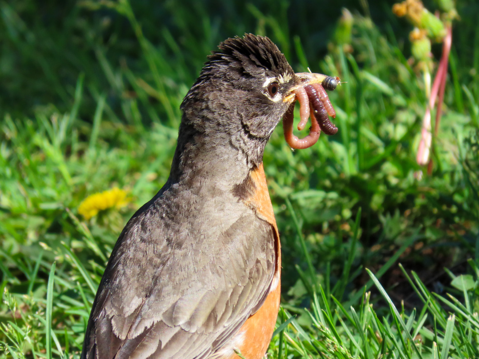 The early bird gets the worm | KevinV | Blipfoto