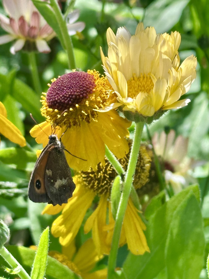 Butterfly Summer | RedFlash | Blipfoto