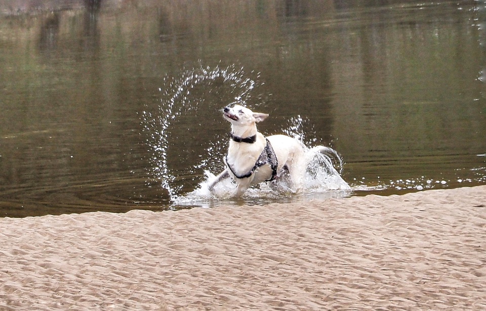 Spiny Norman. | rmeinz | Blipfoto