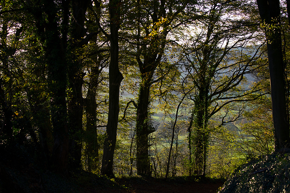 Light Through the Trees | Hillyblips | Blipfoto