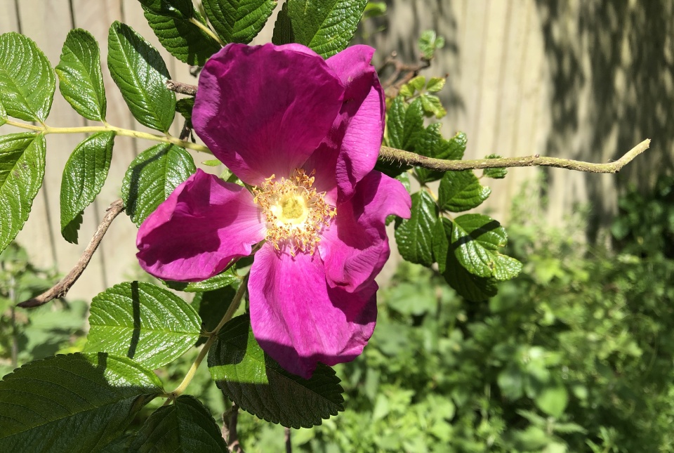 Blooming | Alison666 | Blipfoto