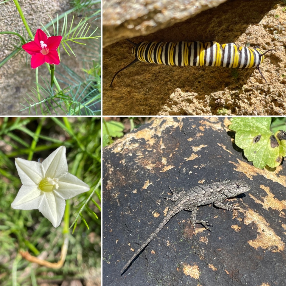 Smol Things | Kimb | Blipfoto