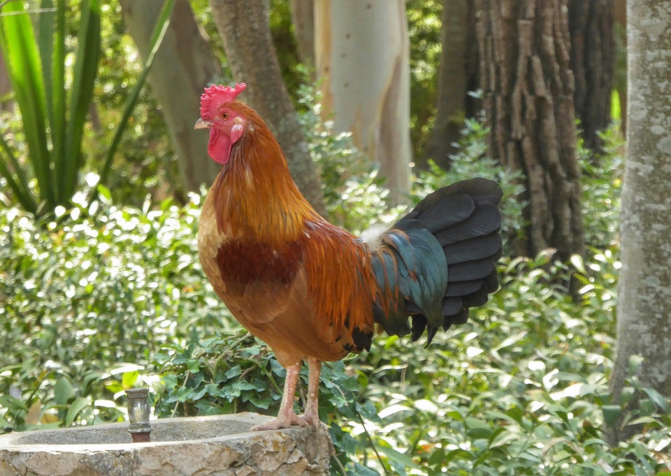 The Red Crested Cockerel | Meconopsisblue | Blipfoto