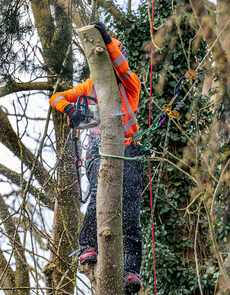 There Were These Tree Fellers | pplnani | Blipfoto