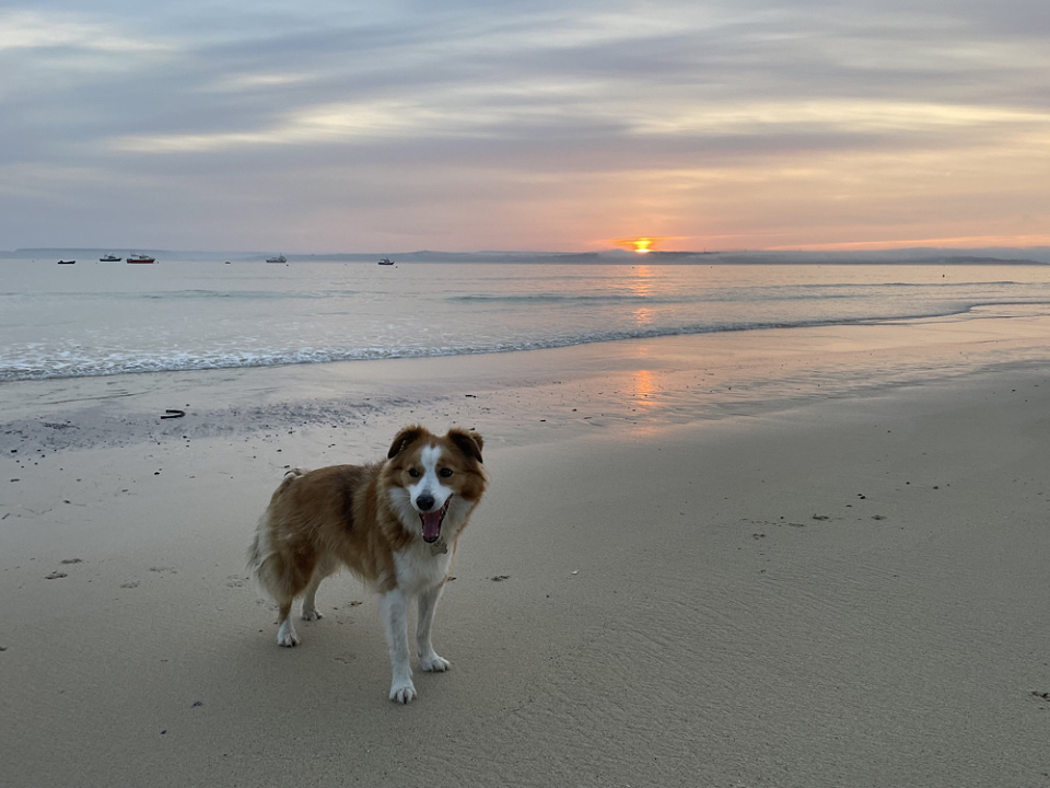 October sunshine | TrixieTheCollie | Blipfoto