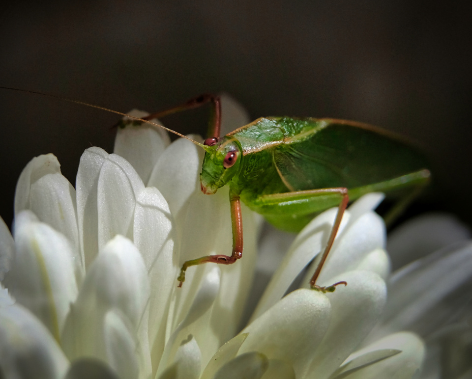 Unexpected... | Miffy | Blipfoto