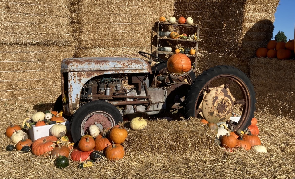 Pick you own | Alison666 | Blipfoto