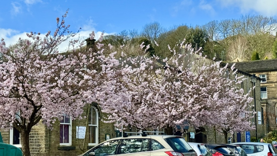 Cherry blossom time | seizetheday | Blipfoto