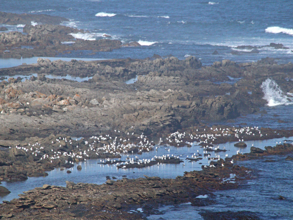 A Colony of Seagulls. | Schoenies | Blipfoto